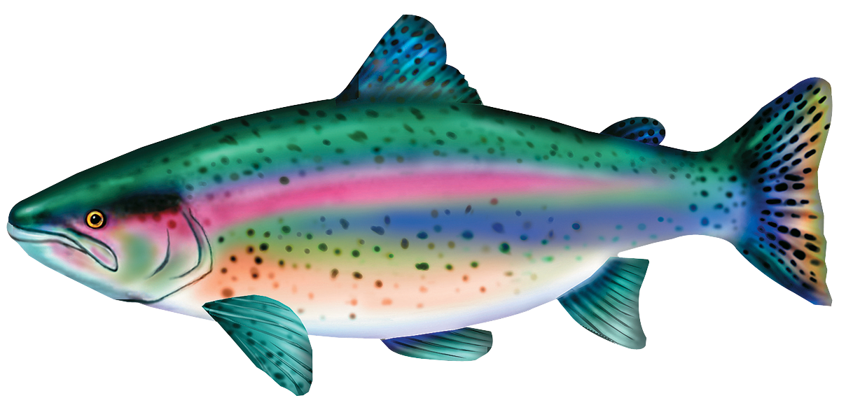 Bass Pro Shops Giant Stuffed Rainbow Trout for Kids | Bass Pro Shops